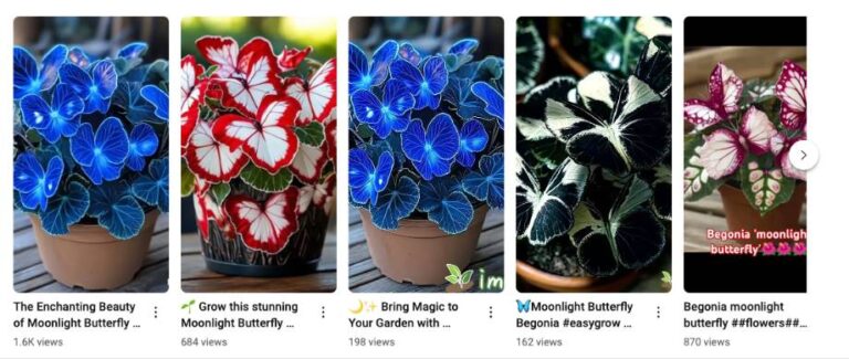 The Truth Behind Moonlight Butterfly Begonias: Why They Don't Exist ...