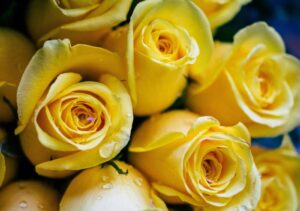 The Language of Roses: Understanding the Symbolism and Meanings Behind ...