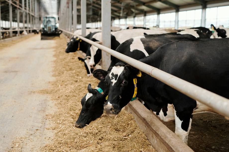 How to Start a Cattle Operation on a Tight Budget - Blendspace