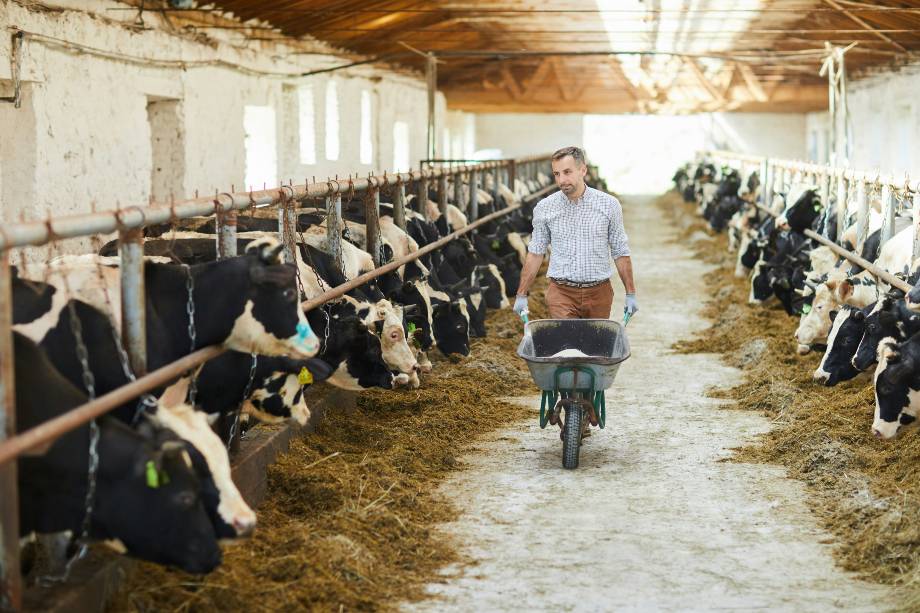 How to Start a Cattle Operation on a Tight Budget - Blendspace